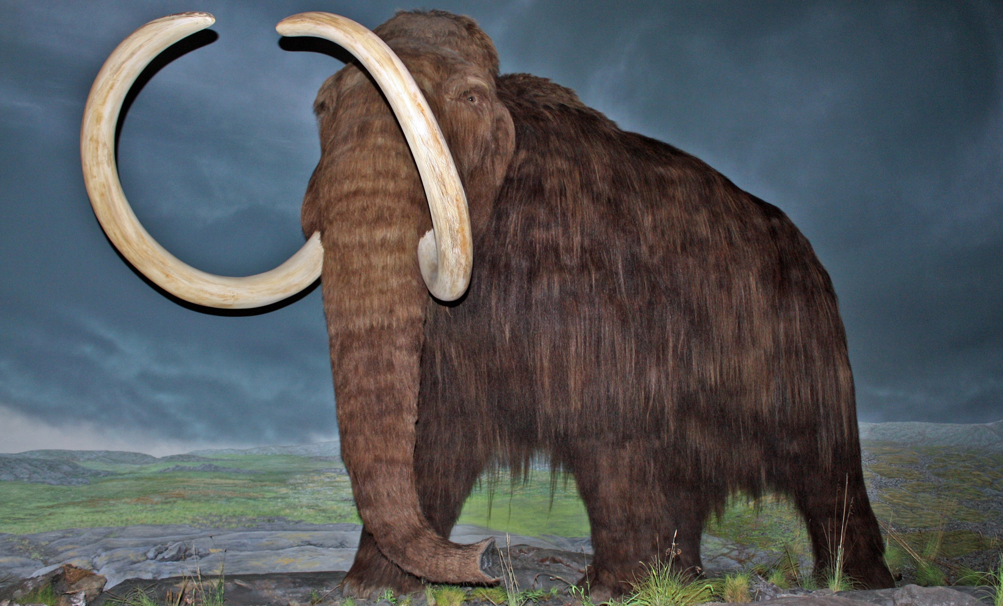 Geneticienii vor clona, în sfârșit, mamutul lânos (Foto)