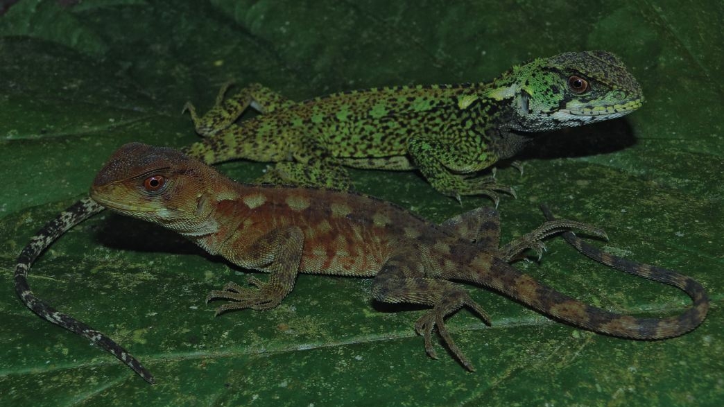 Două noi specii de șopârle au fost descoperite în Peru