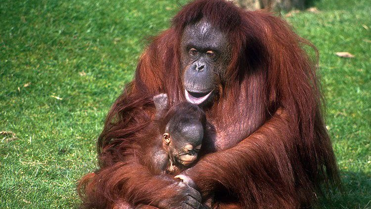 Sanctuar secret al orangutanilor, descoperit în Borneo