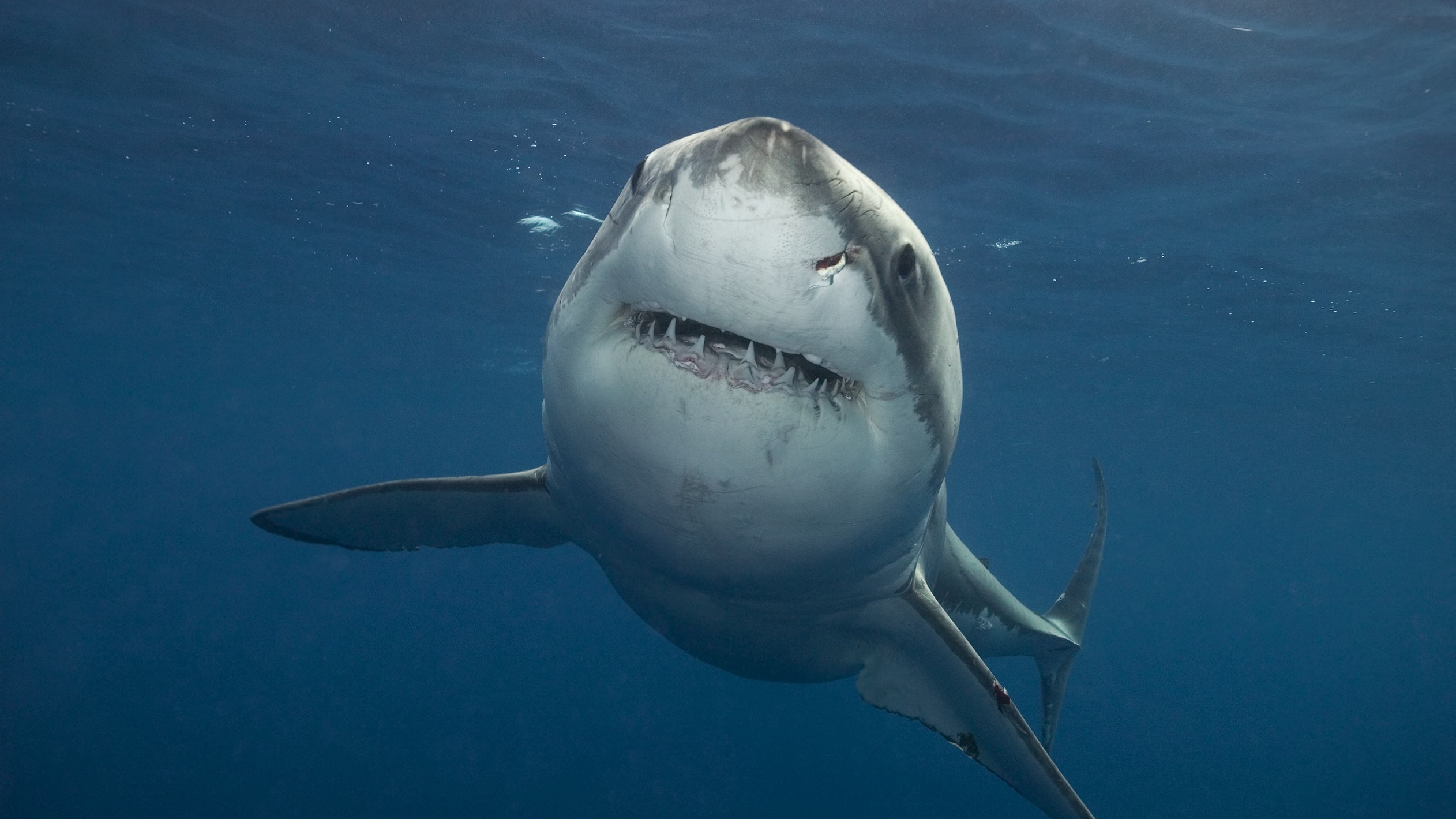 Shark Week revine pe Discovery Channel!