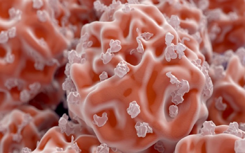 S-a descoperit un nou tip de celule stem