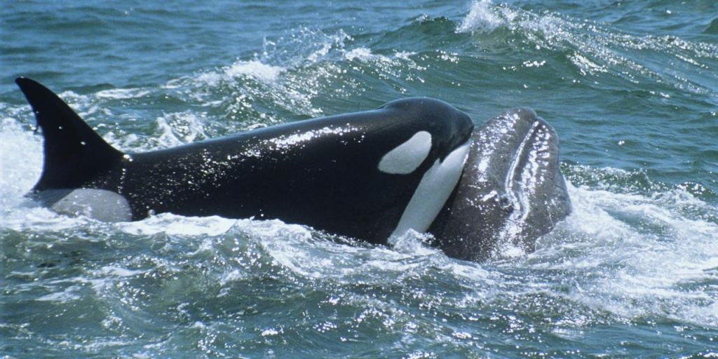 De ce balenele cu cocoașă apără vietăți marine de balenele orca?