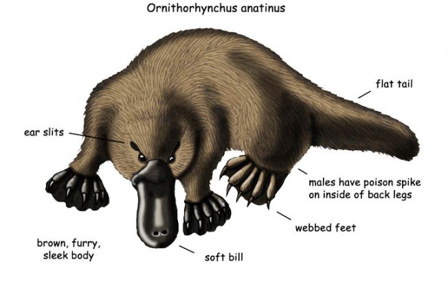 Genomul ornitorincului, o radiografie a evoluționismului