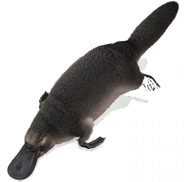 Genomul ornitorincului, o radiografie a evoluționismului