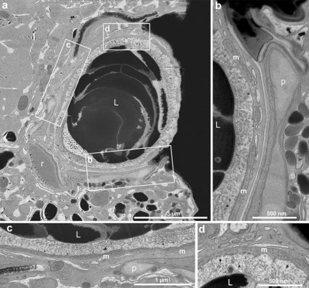 Genetica privește cu coada ochiului. La evoluția ochiului