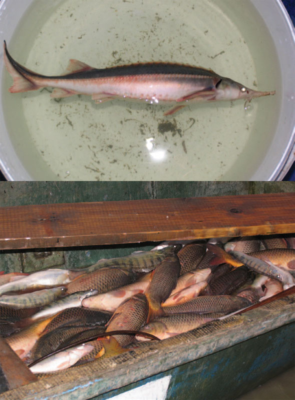 Fauna piscicolă, ca resursă a Rezervației Biosferei Delta Dunării