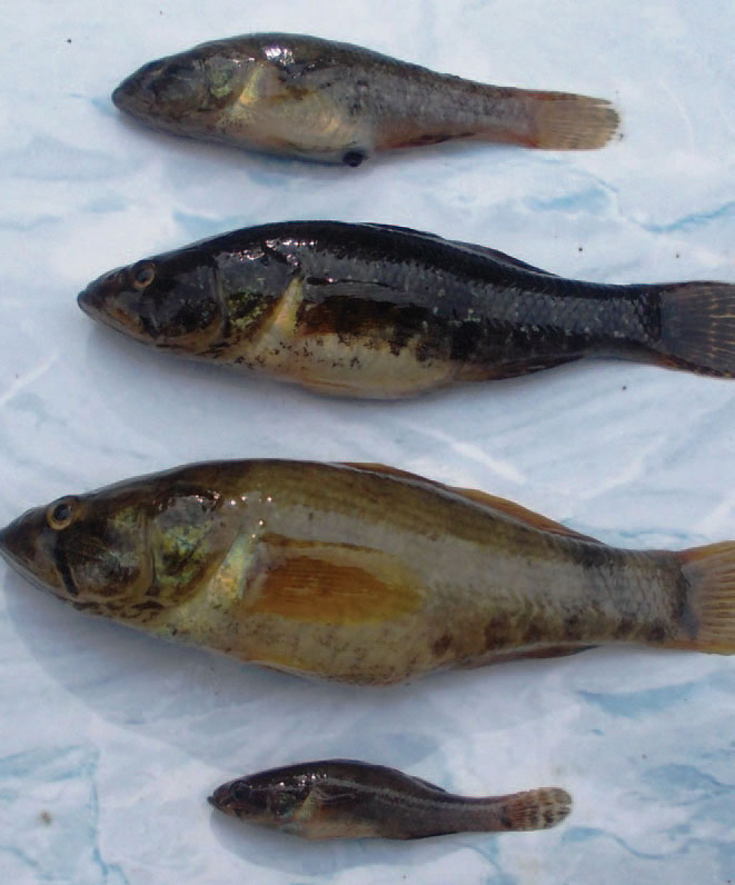 Fauna piscicolă, ca resursă a Rezervației Biosferei Delta Dunării