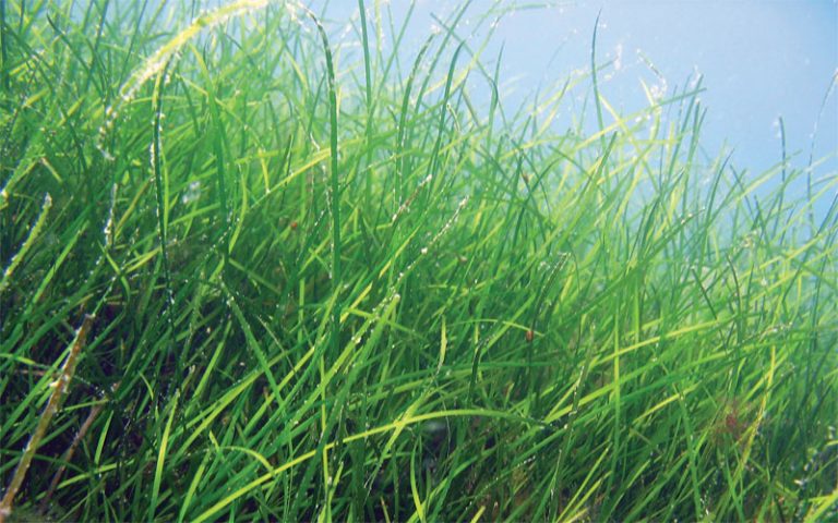 Sunt algele marine folositoare?