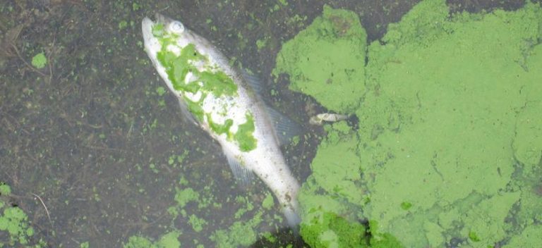 Apa sub asediul (inconștient?) al omului