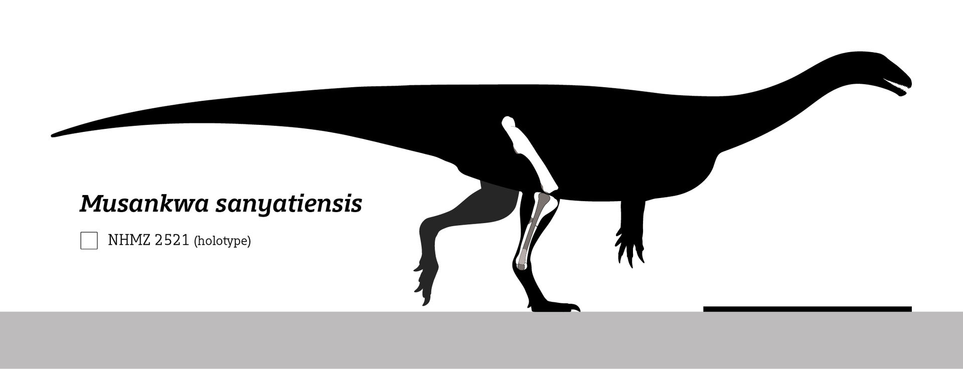 Musankwa sanyatiensis, un nou dinozaur descoperit în Zimbabwe