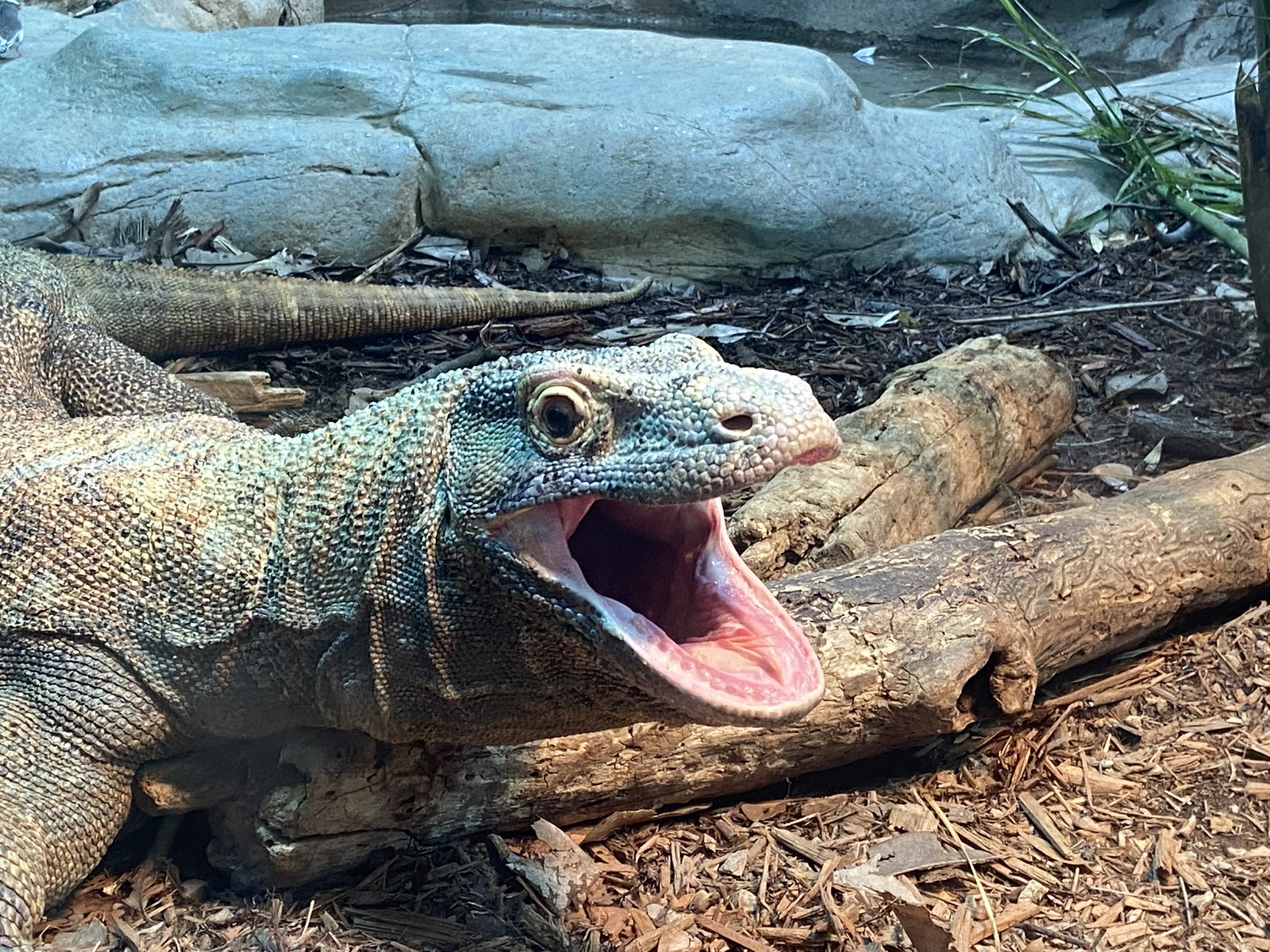 Conform unui nou studiu dragonul de Komodo are un strat de fier pe dinți