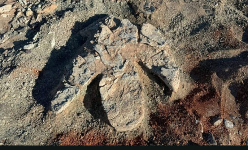 Urme ale unor mari dinozauri hadrosaurid descoperite în deșertul Gobi