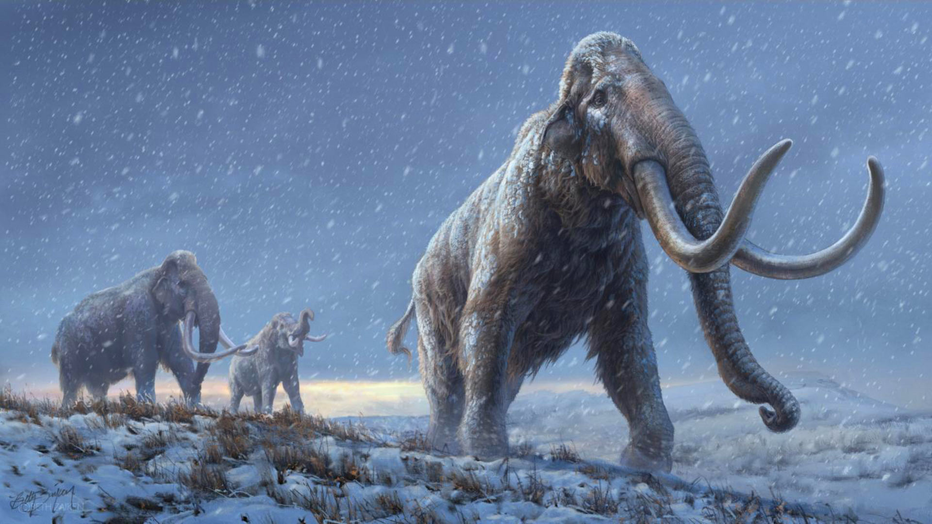 Acesta este cel mai vechi mamut descoperit vreodată în America