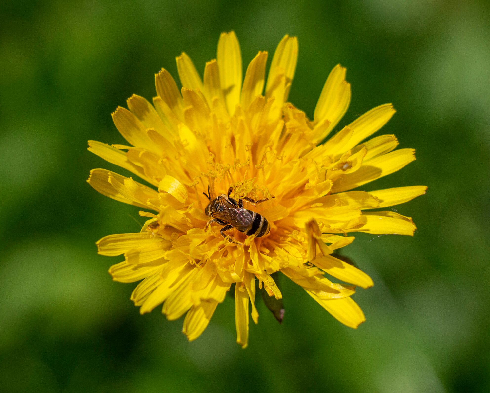 Albinele sunt în pericol în orașe? Cercetătorii arată cu degetul spre ...